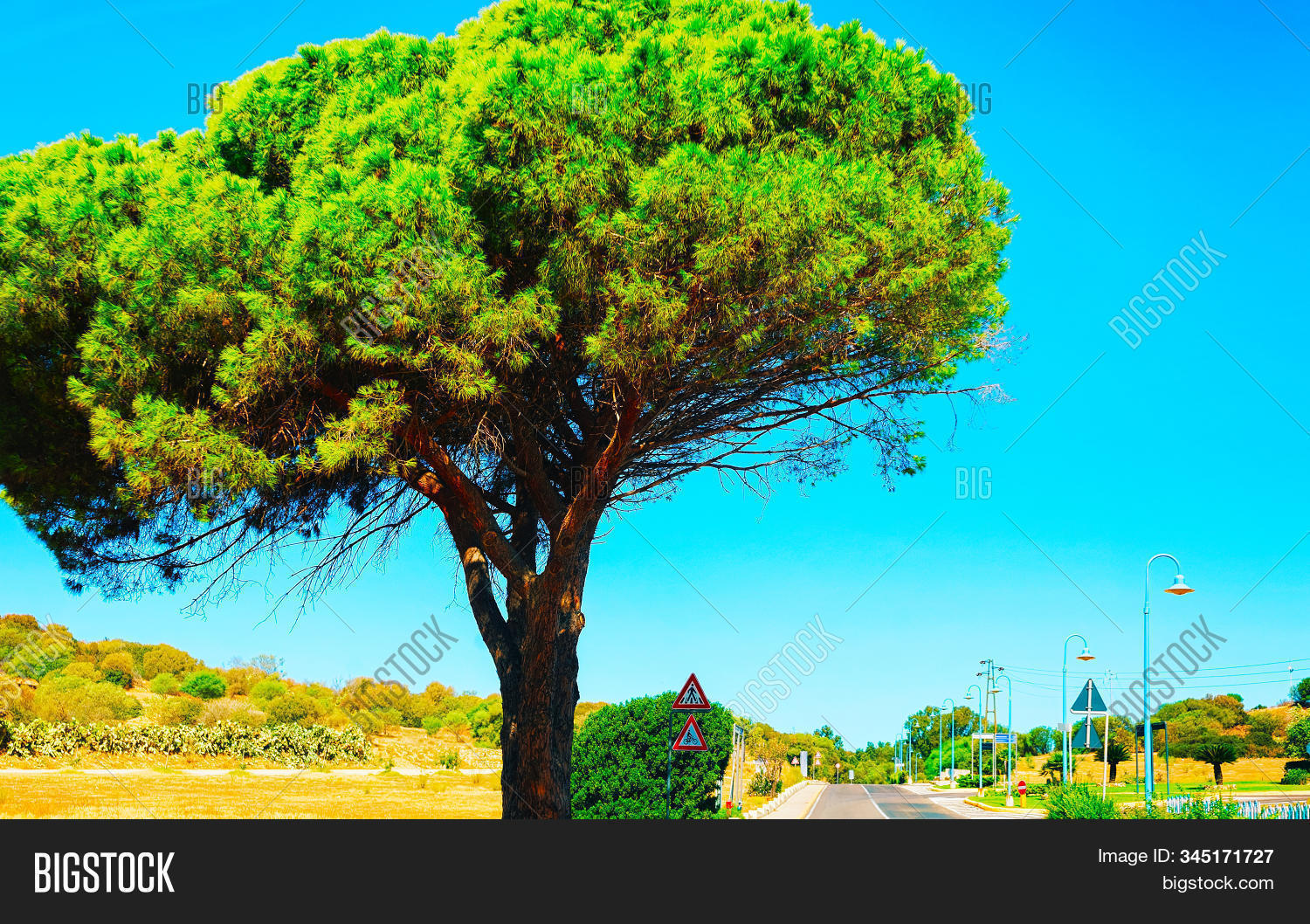 Tall Tree Along Road Image & Photo (Free Trial) | Bigstock
