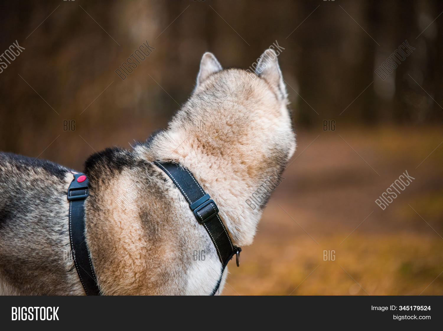Husky Dog Close Back Image & Photo (Free Trial) | Bigstock