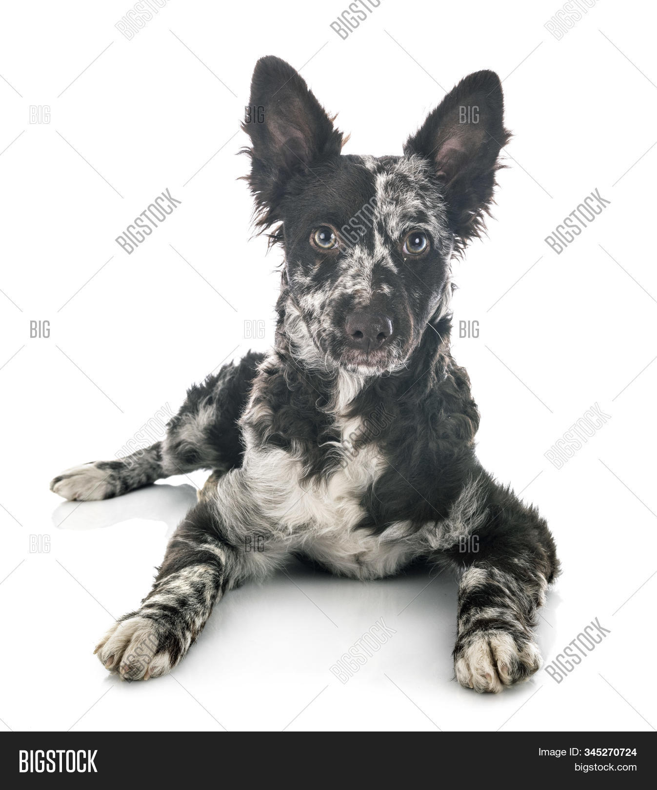 Puppy Mudi Front White Image & Photo (Free Trial) | Bigstock