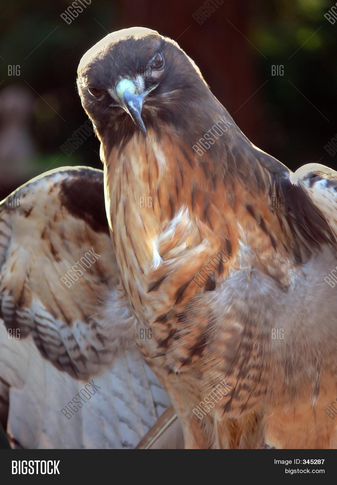 Red Tail Hawk Image & Photo (Free Trial) | Bigstock