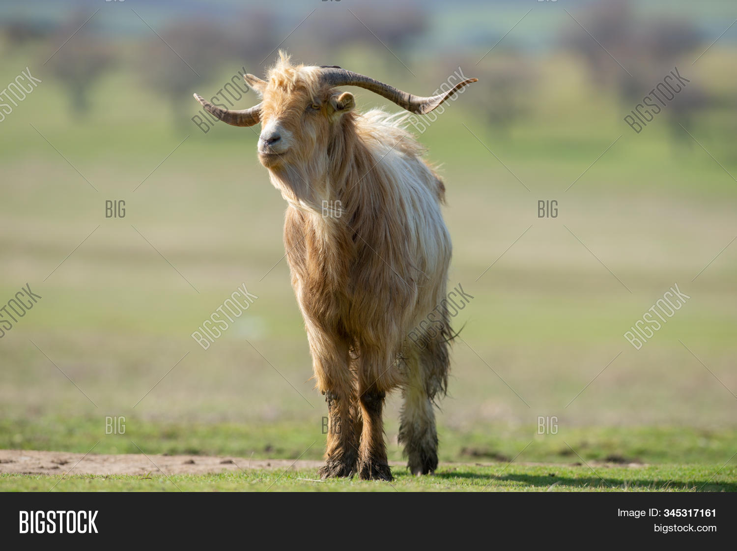 Big Brown Goat Big Image & Photo (Free Trial) | Bigstock