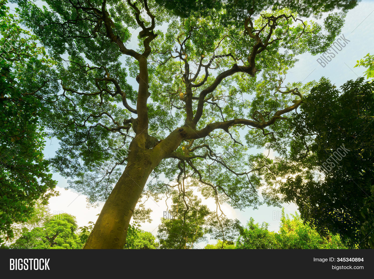 Beautiful Large Tree Image & Photo (Free Trial) | Bigstock