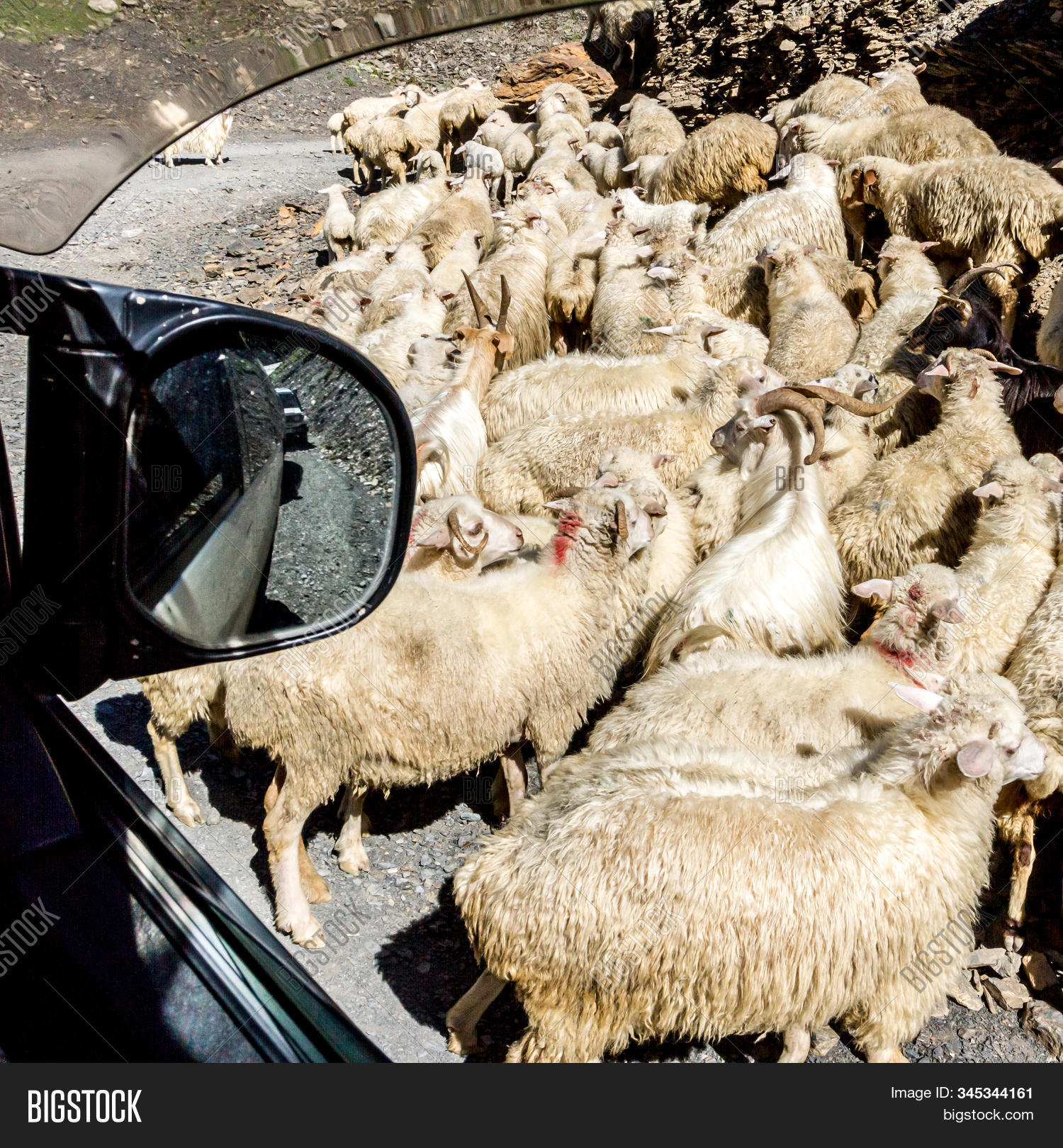 Flock Sheep Blocked Image & Photo (Free Trial) | Bigstock