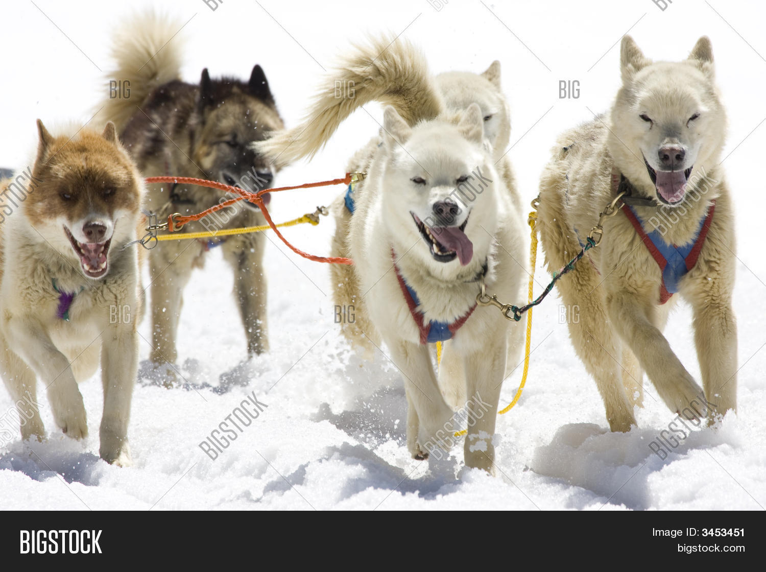 Dog Sledding Image & Photo (Free Trial) | Bigstock