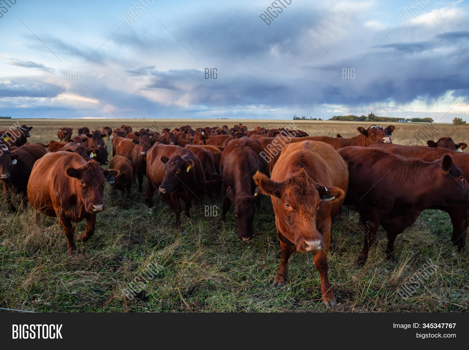 Herd Cows On Farm Image & Photo (Free Trial) | Bigstock