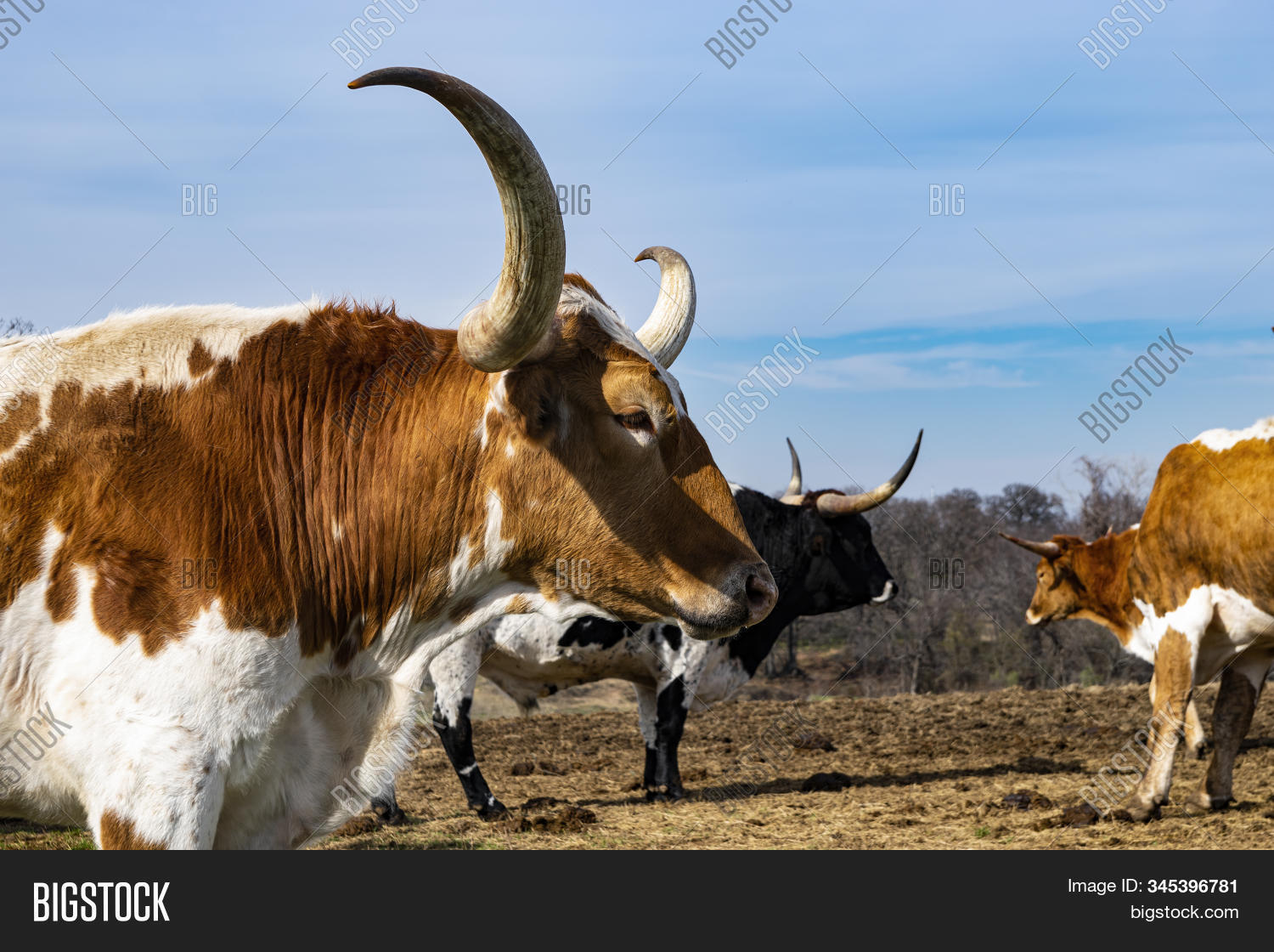 Closeup Profile Head Image & Photo (Free Trial) | Bigstock