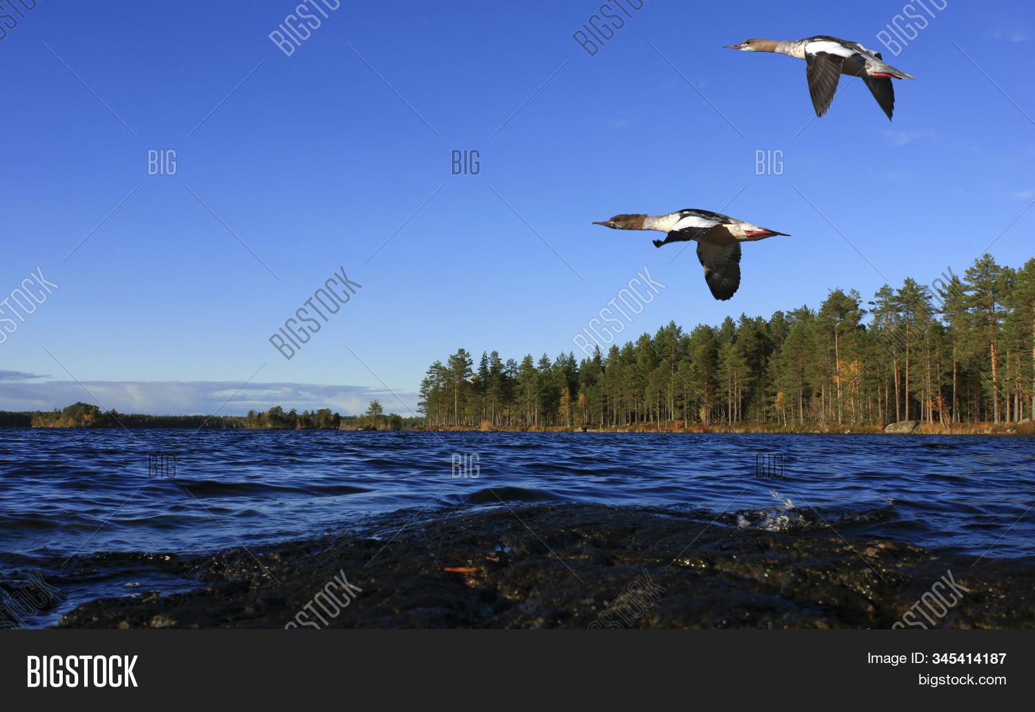 Couple Goosanders Pass Image & Photo (Free Trial) | Bigstock