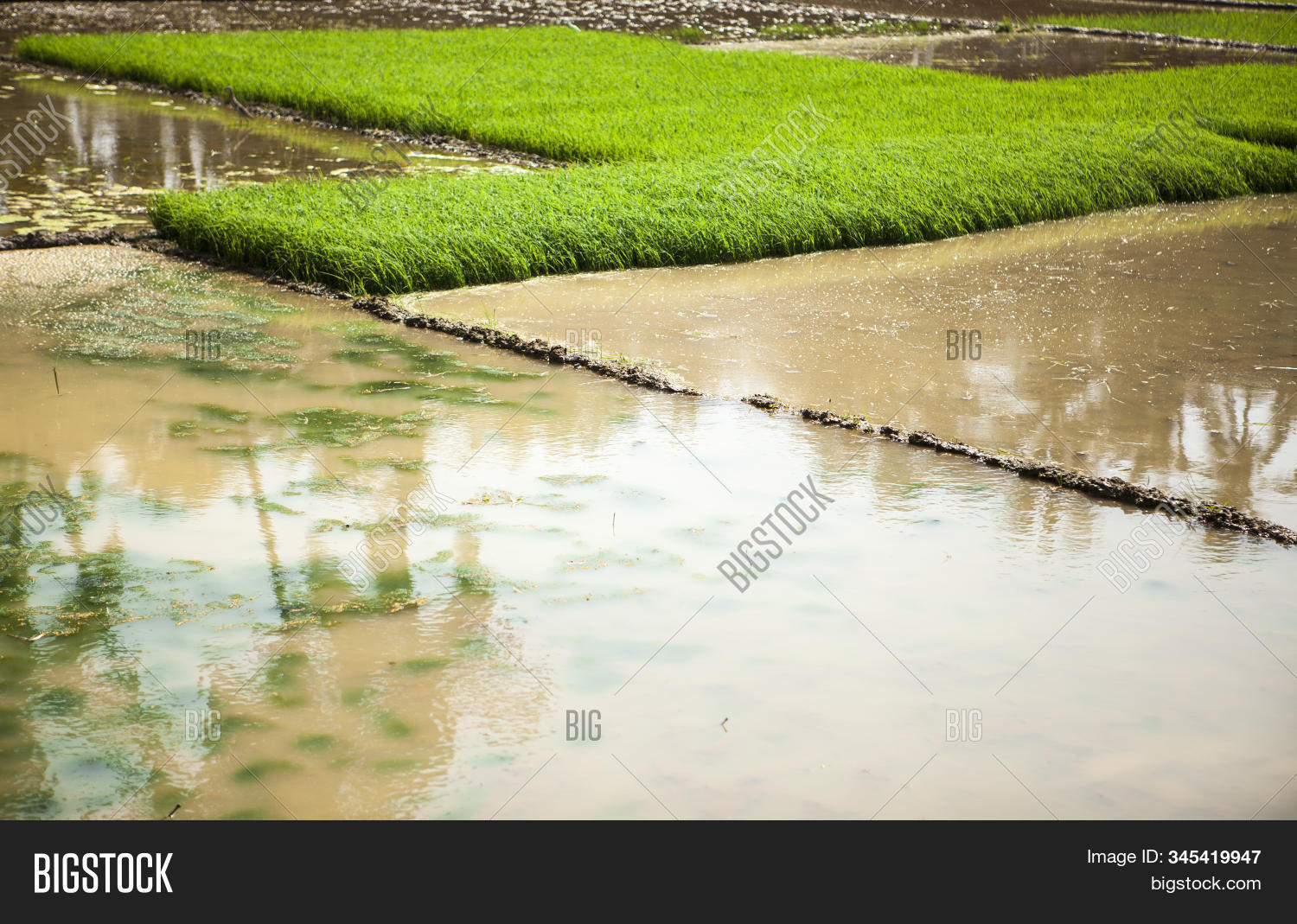 Rice Field. India Image & Photo (Free Trial) | Bigstock