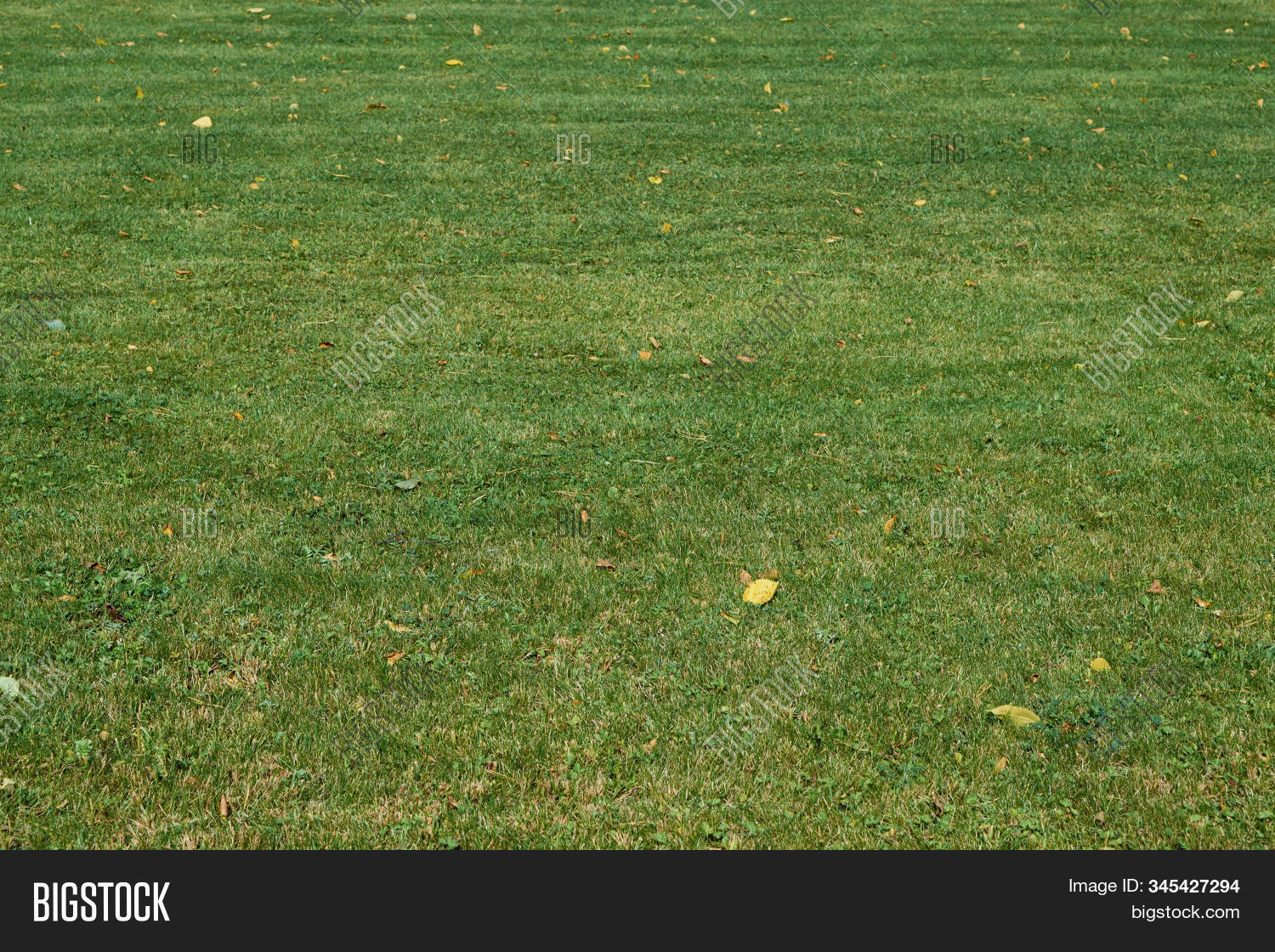 Surface Lawn Lawn Image & Photo (Free Trial) | Bigstock