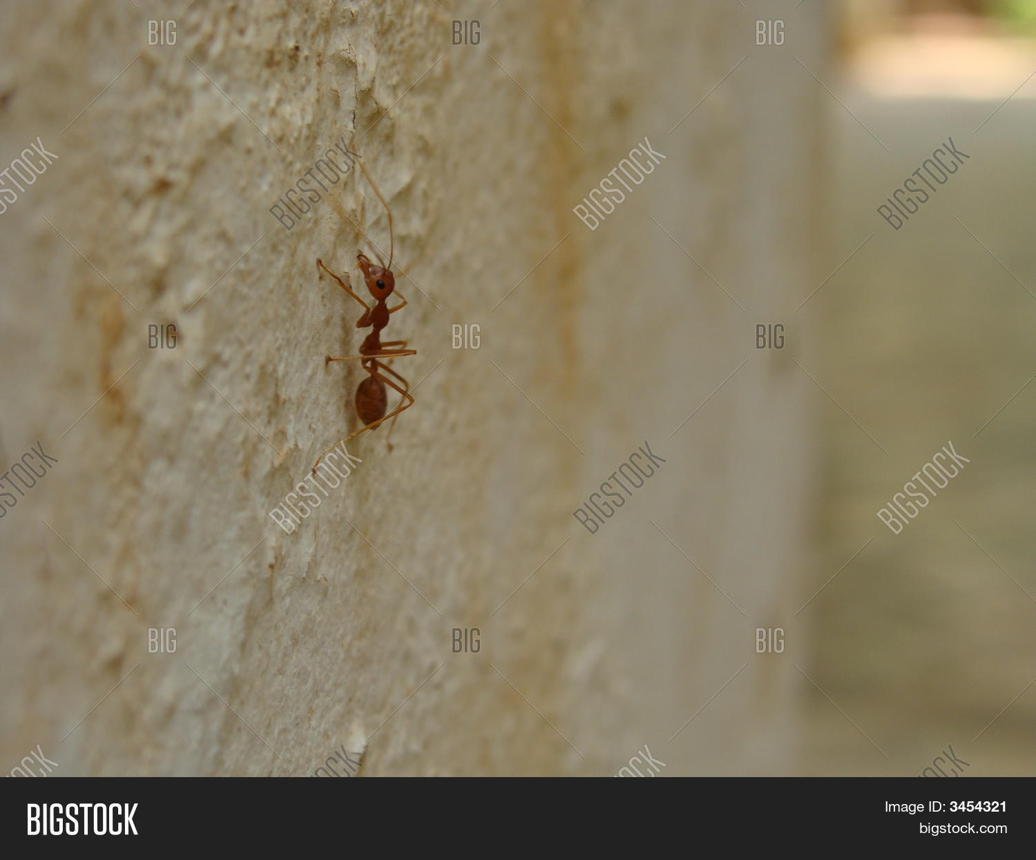 Red Ant Climbing Wall Image & Photo (Free Trial) | Bigstock