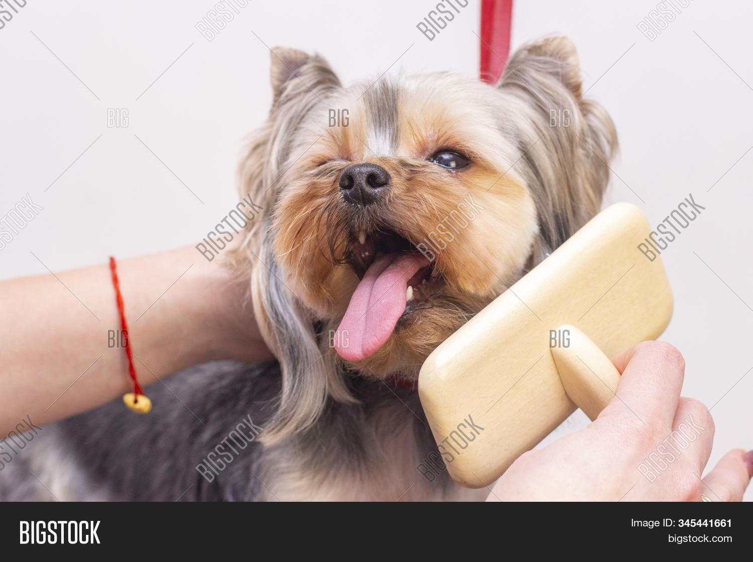 Dog Grooming, Combing Image & Photo (Free Trial) | Bigstock