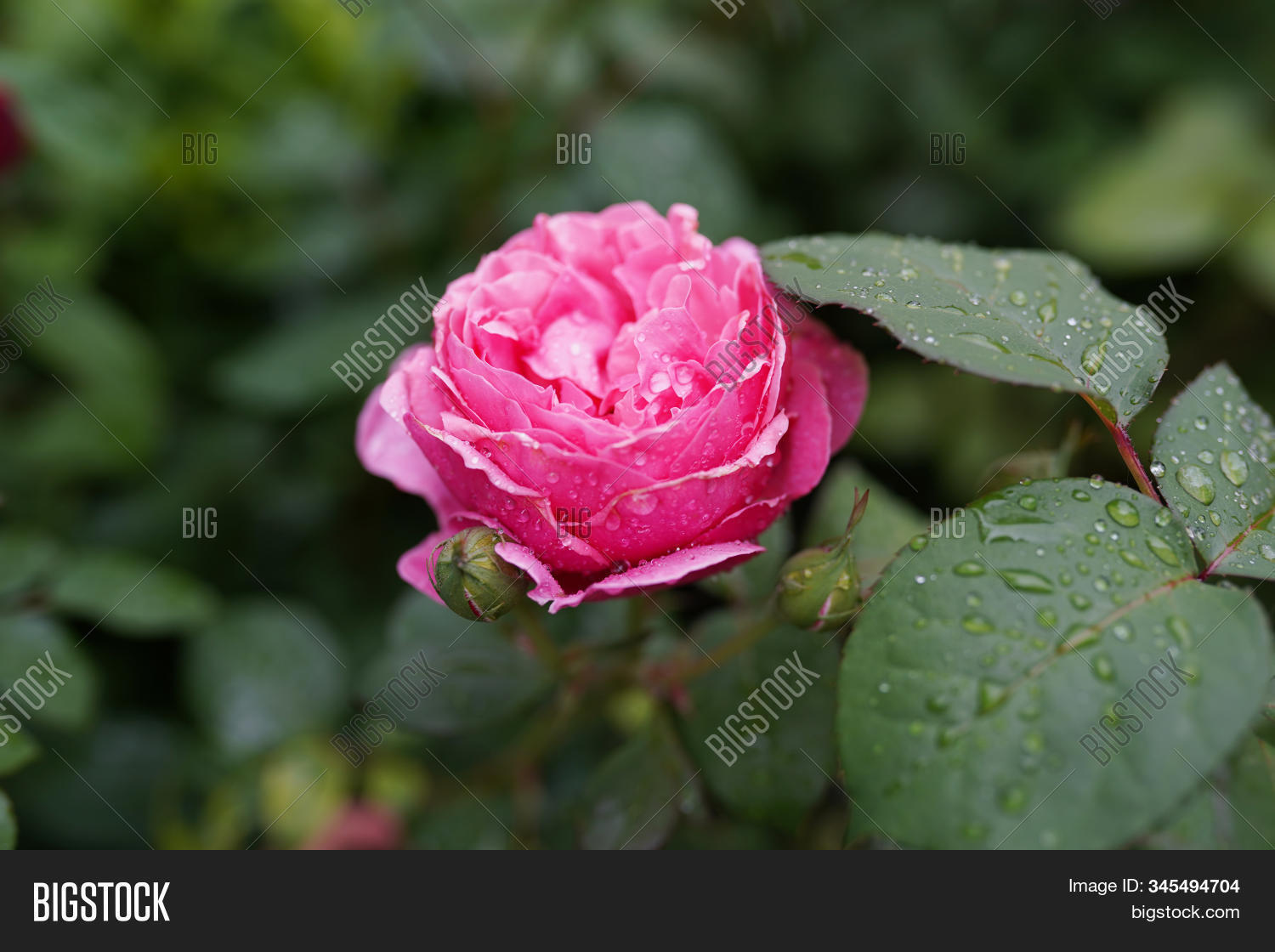 Close- Pink Rose Green Image & Photo (Free Trial) | Bigstock