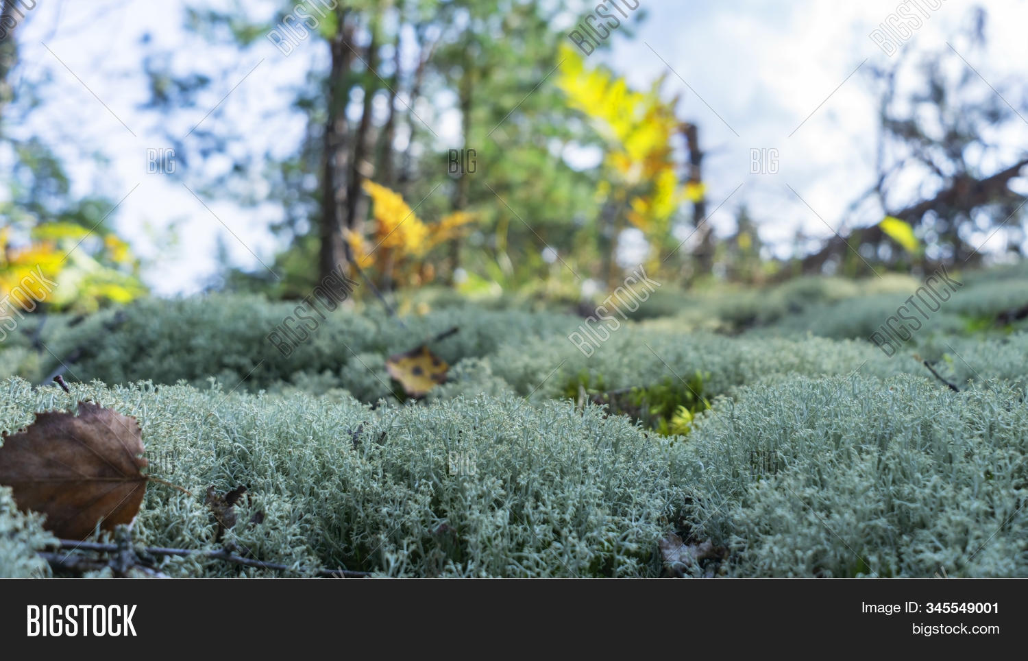 Beautiful Blue Moss On Image & Photo (Free Trial) | Bigstock