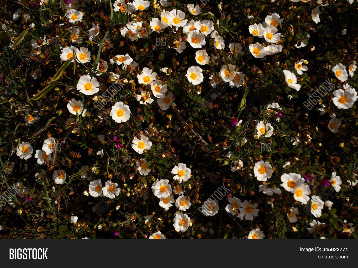 View Buttercup Image & Photo (Free Trial) | Bigstock