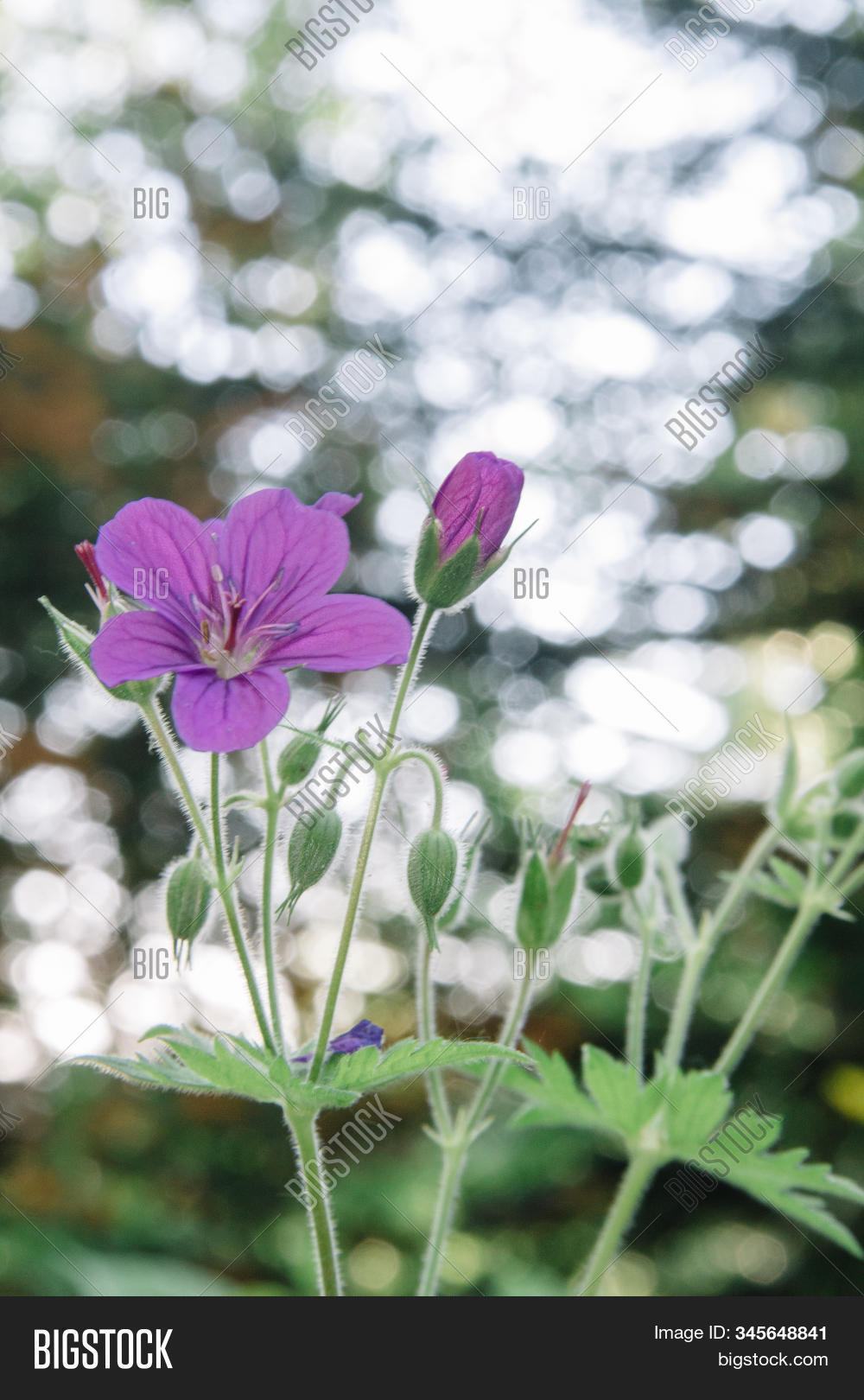 Wild Geranium Natural Image & Photo (Free Trial) | Bigstock