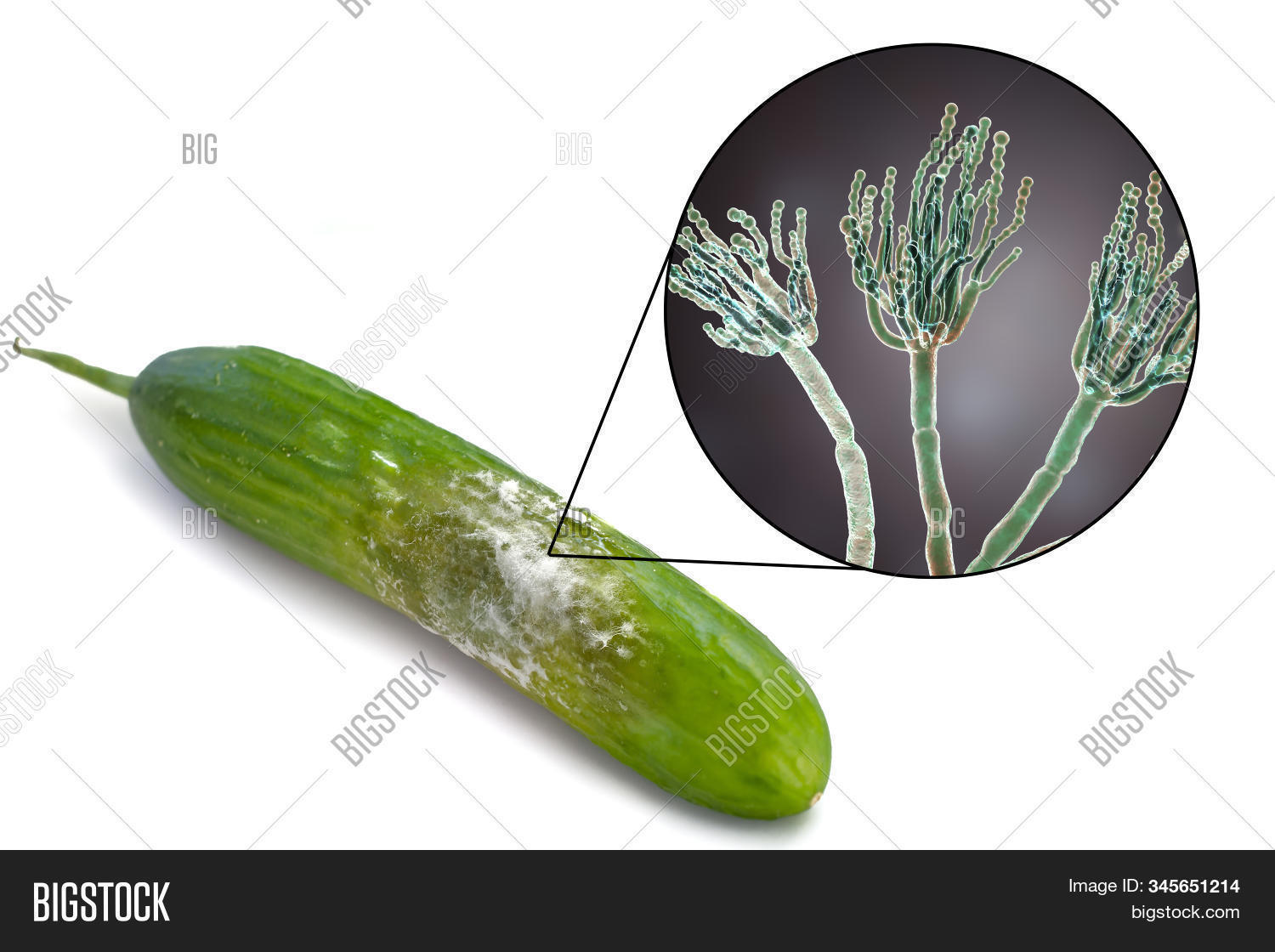 Cucumber Mold, Photo Image & Photo (Free Trial) | Bigstock