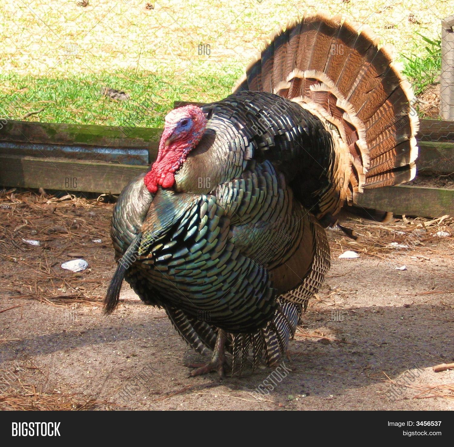Jerry Turkey Image & Photo (Free Trial) | Bigstock