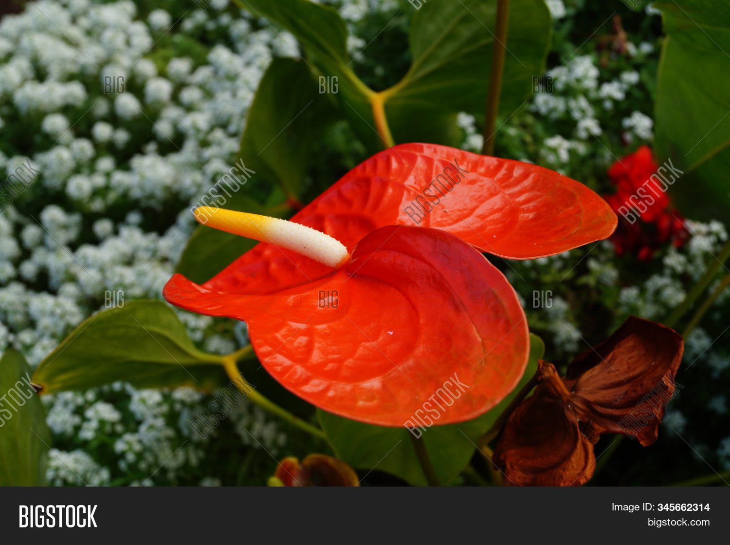 Red Single Leave Image & Photo (Free Trial) | Bigstock