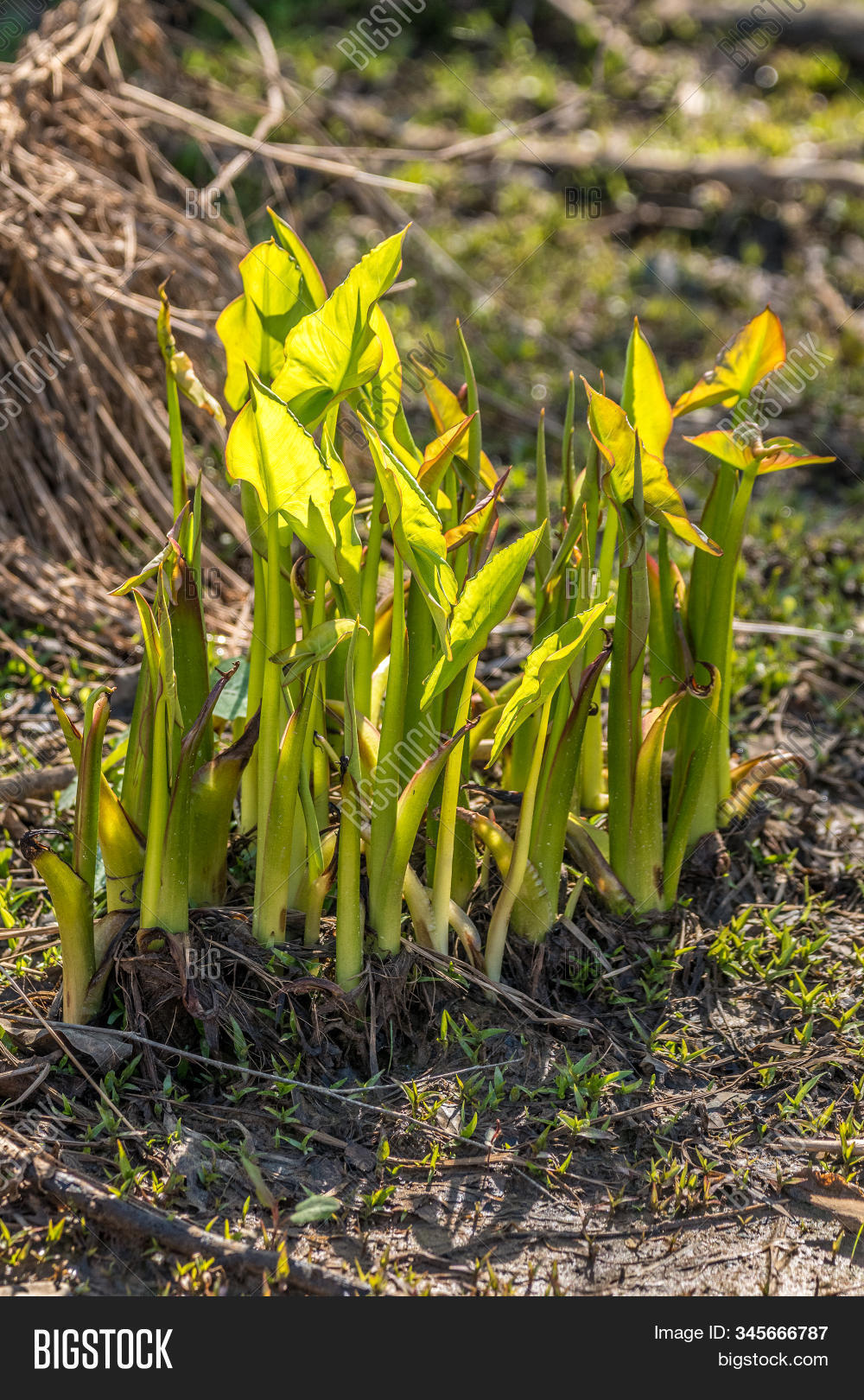 Newly Sprouting Image & Photo (Free Trial) | Bigstock