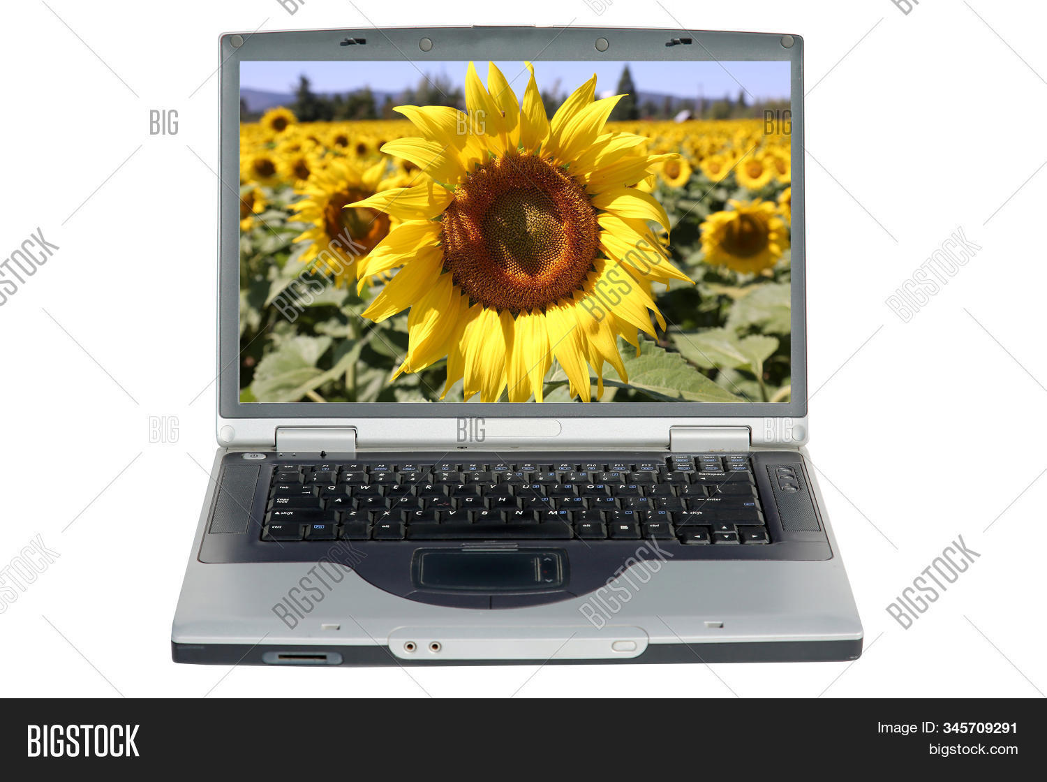 Sunflower Field. Image & Photo (Free Trial) | Bigstock
