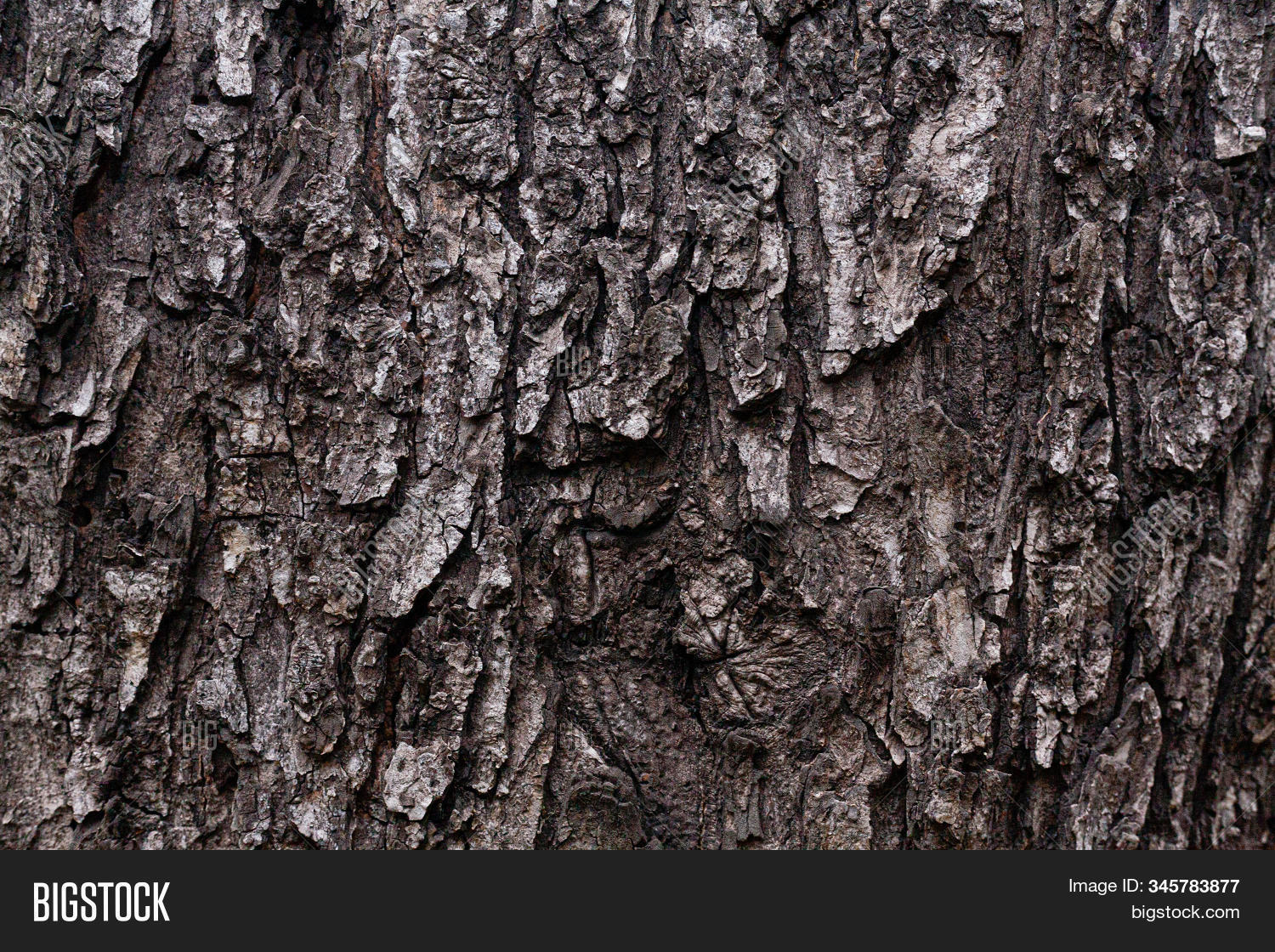 Texture Tree Bark Gray Image & Photo (Free Trial) | Bigstock