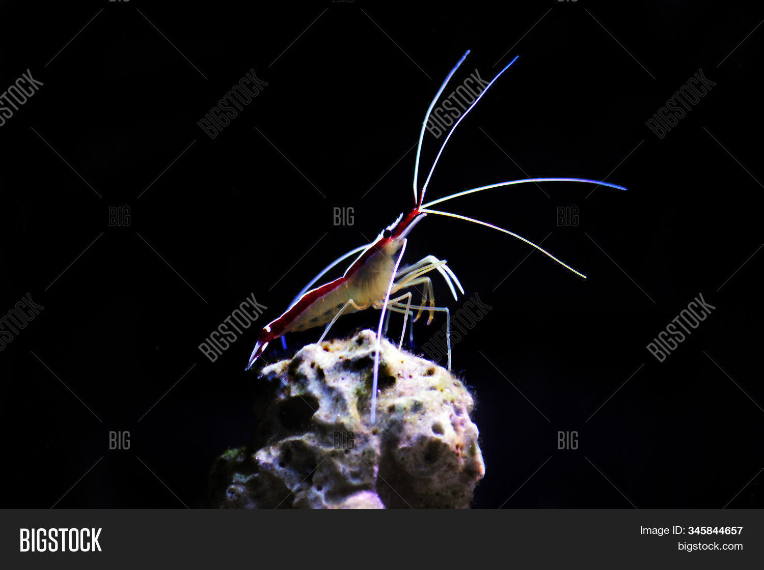 Lysmata Amboinensis - Image & Photo (Free Trial) | Bigstock