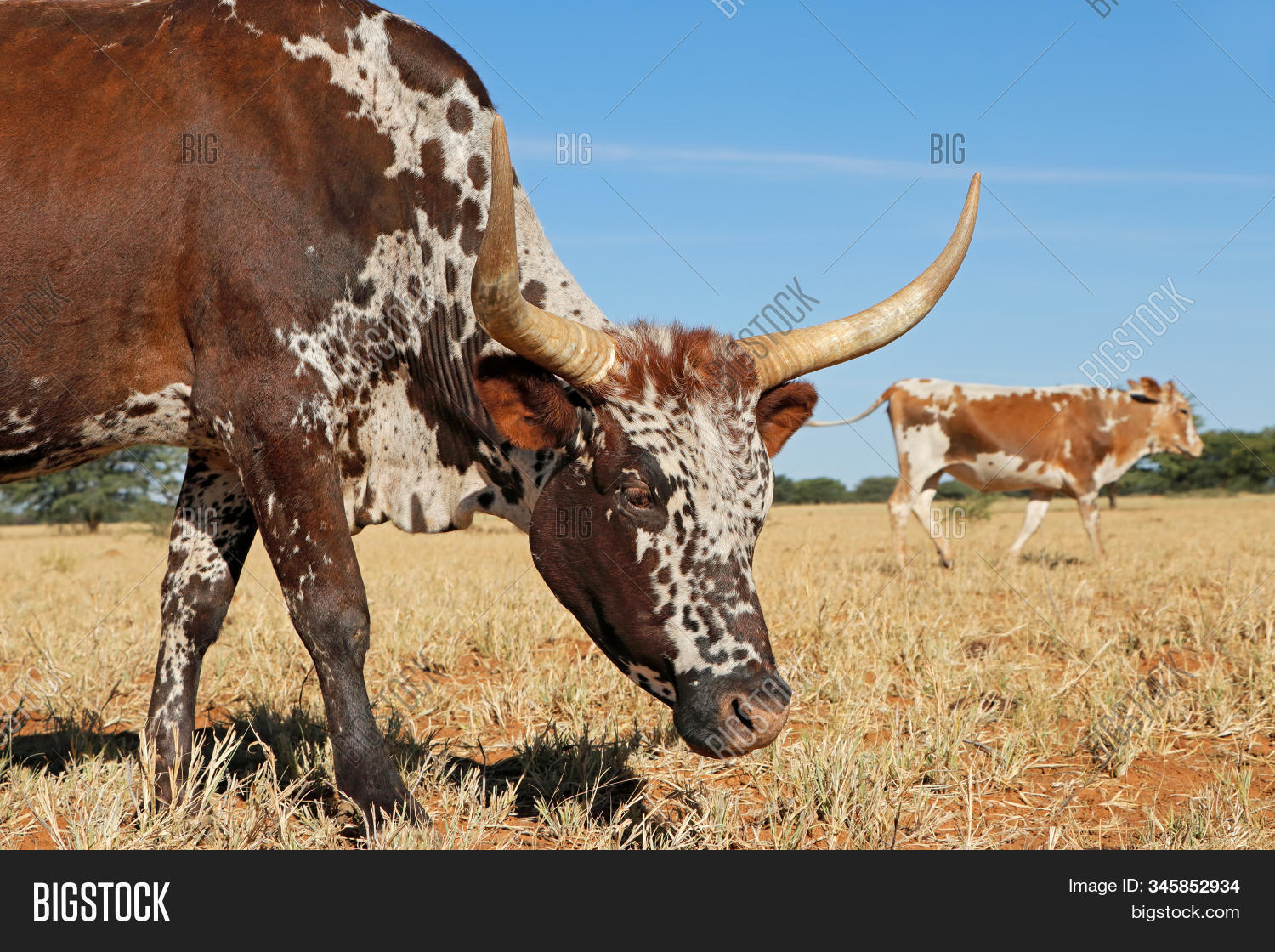 Portrait Nguni Cow - Image & Photo (Free Trial) | Bigstock