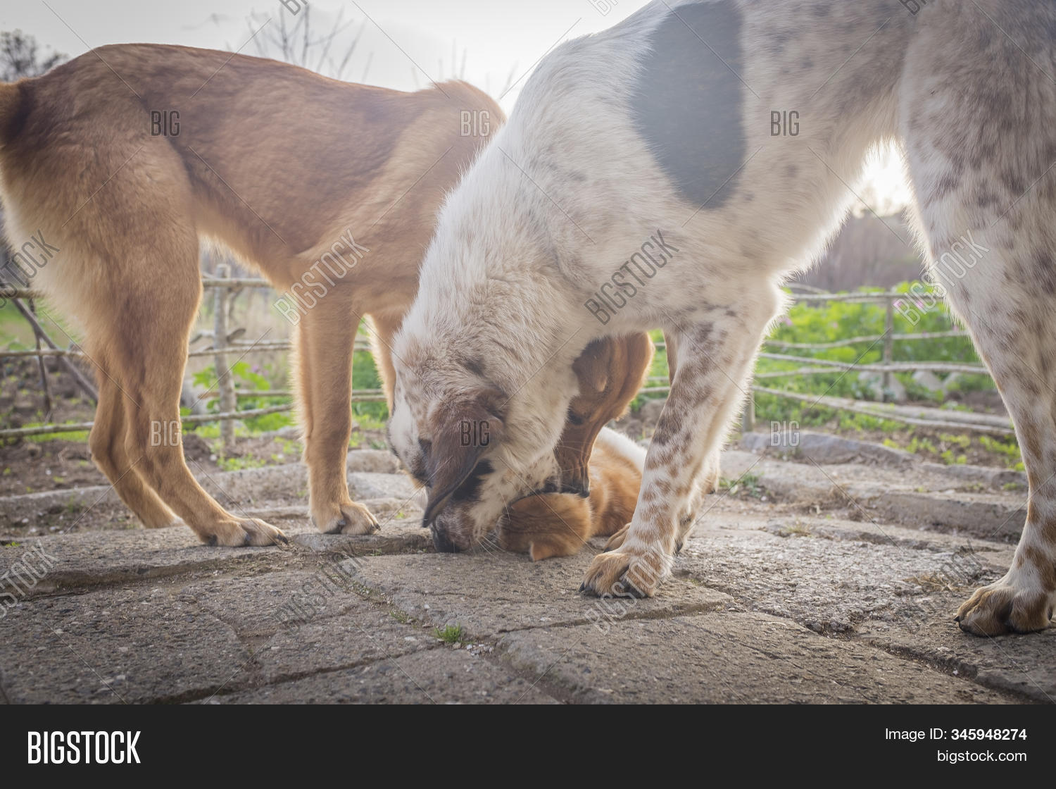 Dog Kitten Playing Image & Photo (Free Trial) | Bigstock