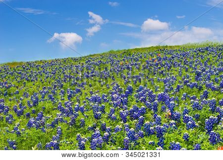 Texas Bluebonnets Image & Photo (Free Trial) | Bigstock