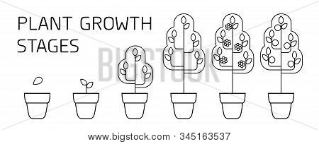 Tree Growth Stages Vector & Photo (Free Trial) | Bigstock