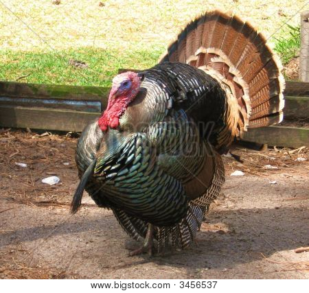 Jerry Turkey Image & Photo (Free Trial) | Bigstock