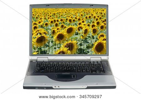 Sunflower Field. Image & Photo (Free Trial) | Bigstock