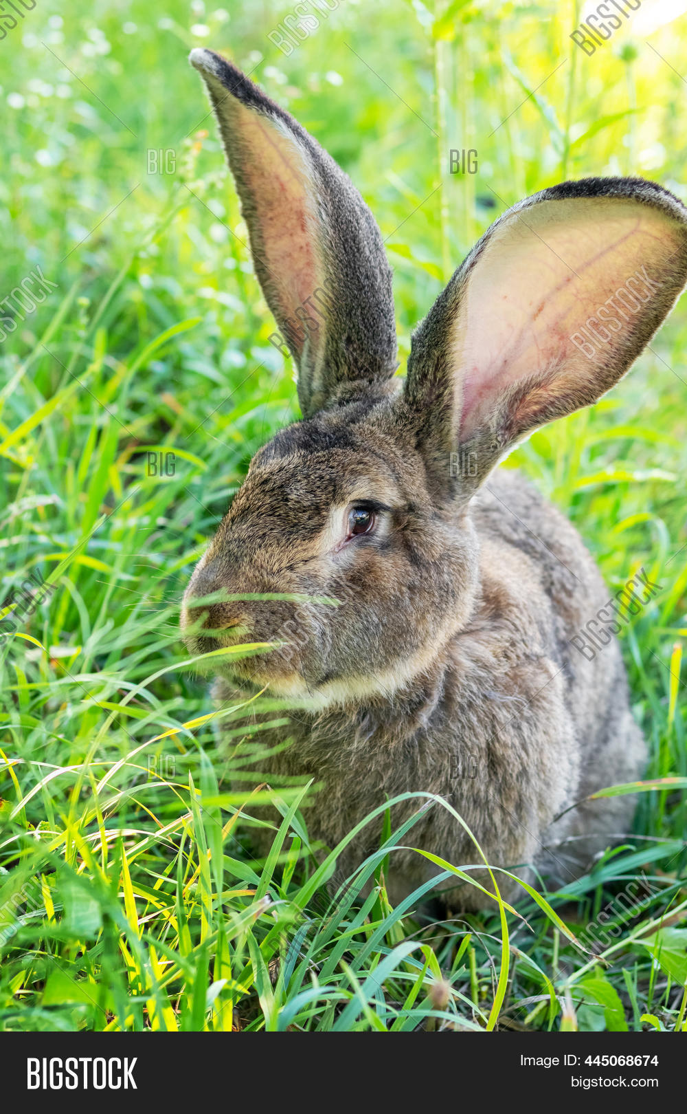 Big Gray Rabbit Breed Image & Photo (Free Trial) | Bigstock