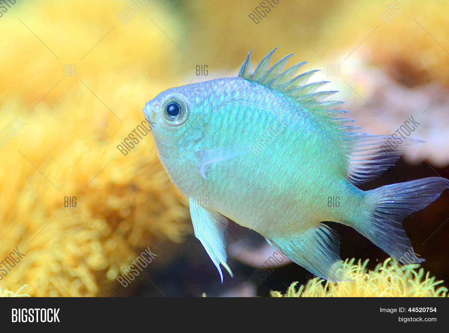 Green Chromis Image & Photo (Free Trial) | Bigstock