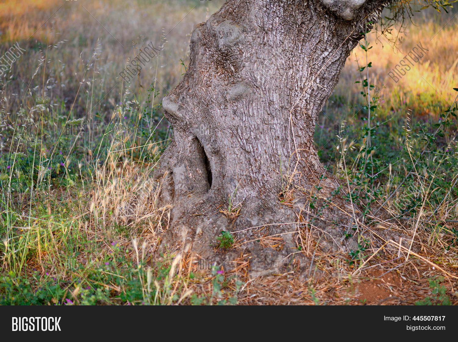 Human Looking Tree
