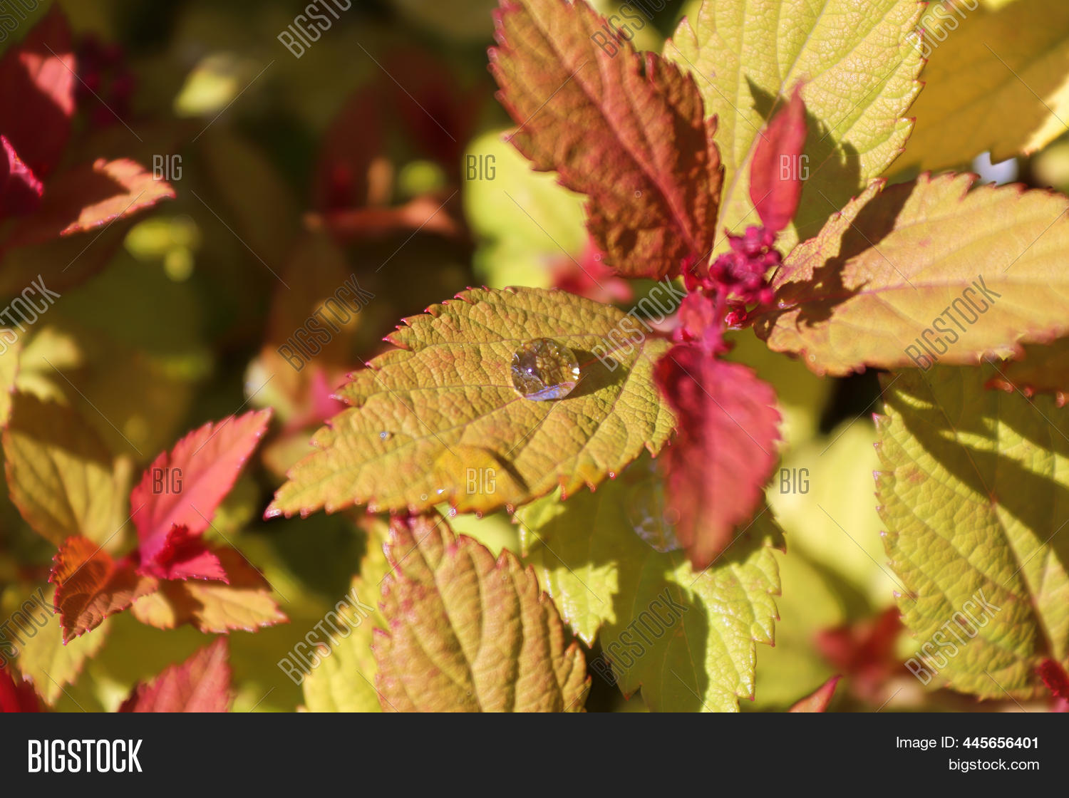 Golden Leaves Flower Image & Photo (Free Trial) | Bigstock