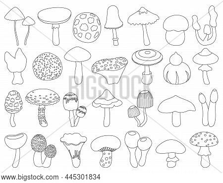 Mushroom Toadstool Vector & Photo (Free Trial) | Bigstock
