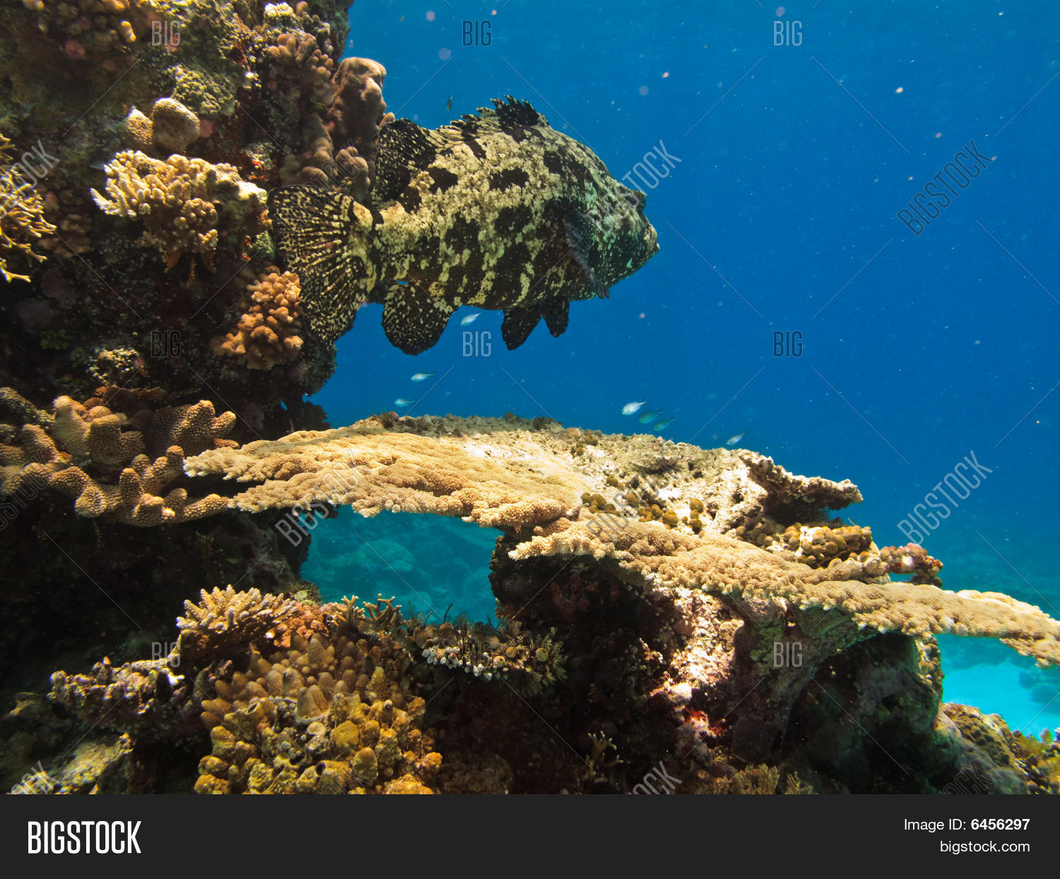 Sea Bass Swimming On Image & Photo (Free Trial) | Bigstock