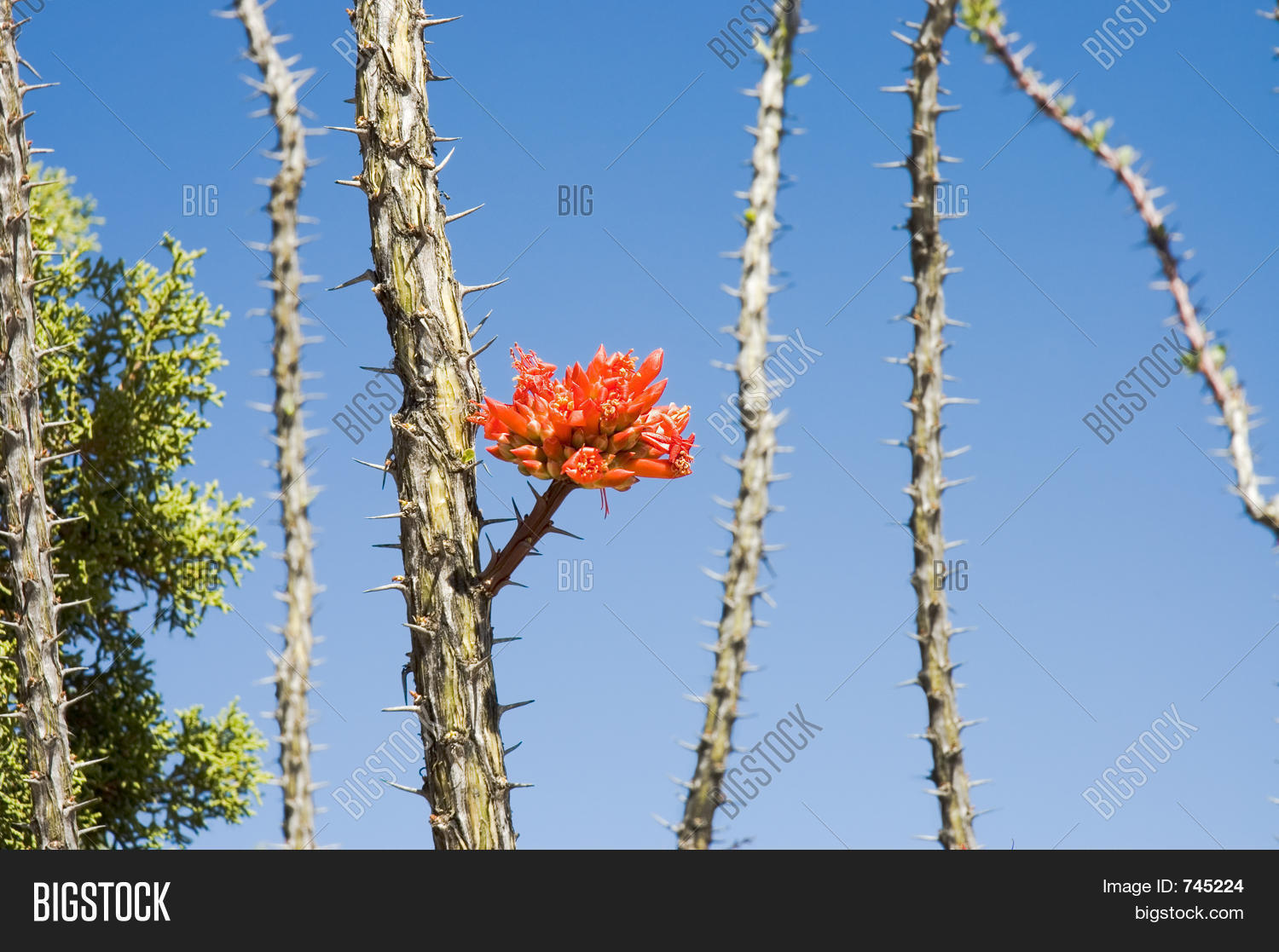 Spikes Flower Image & Photo (Free Trial) | Bigstock