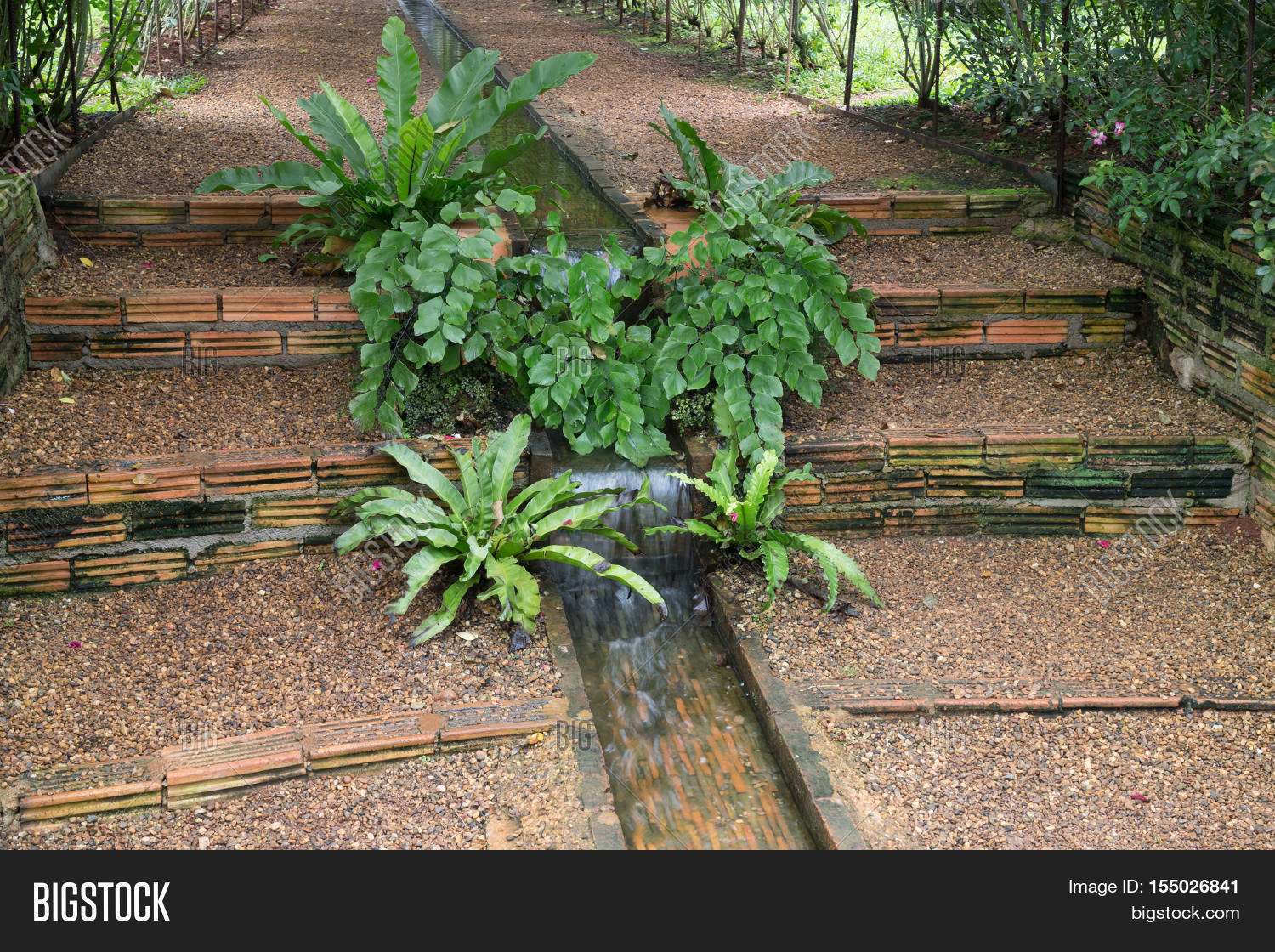 Walkway Botanic Rose Image & Photo (Free Trial) | Bigstock