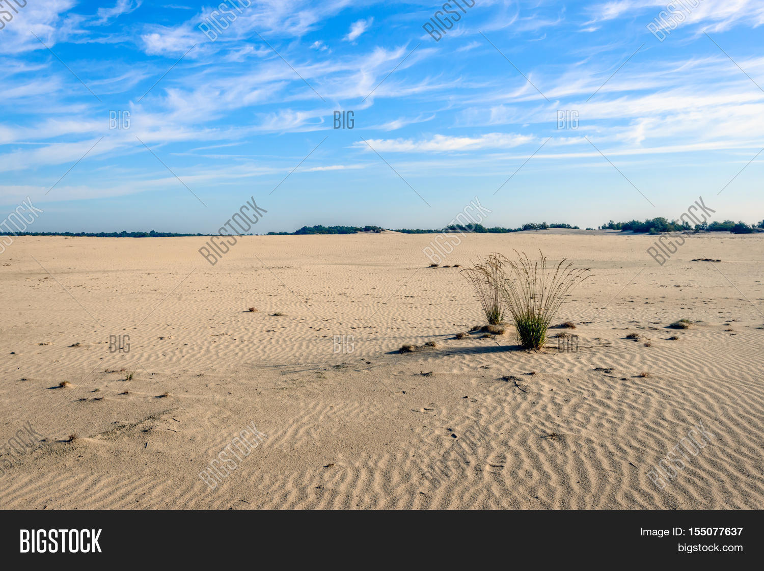 Two Tufts Grass Image & Photo (Free Trial) | Bigstock