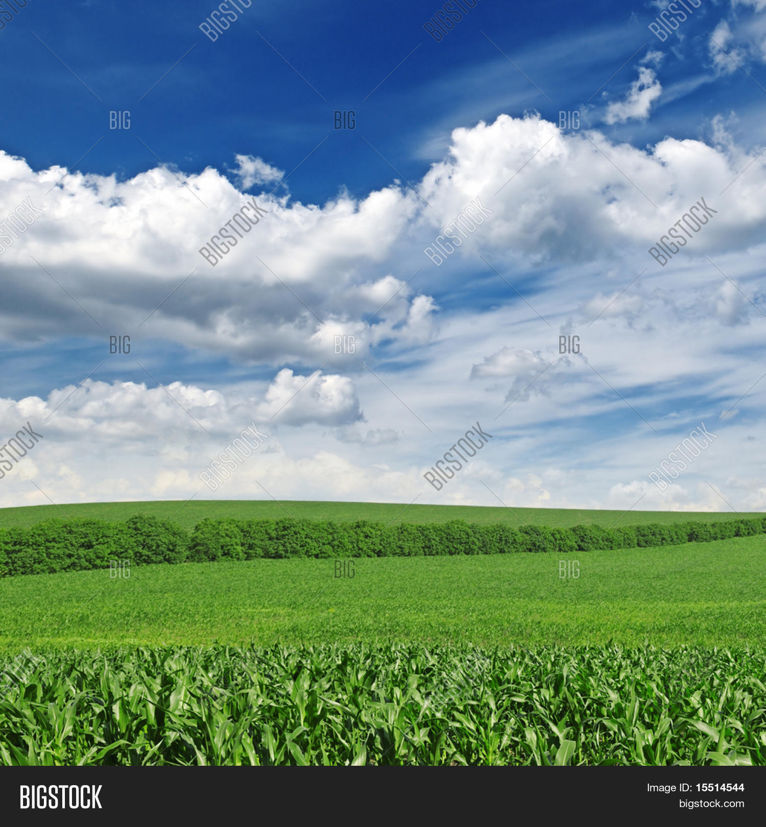 Blue Sky Corn Field