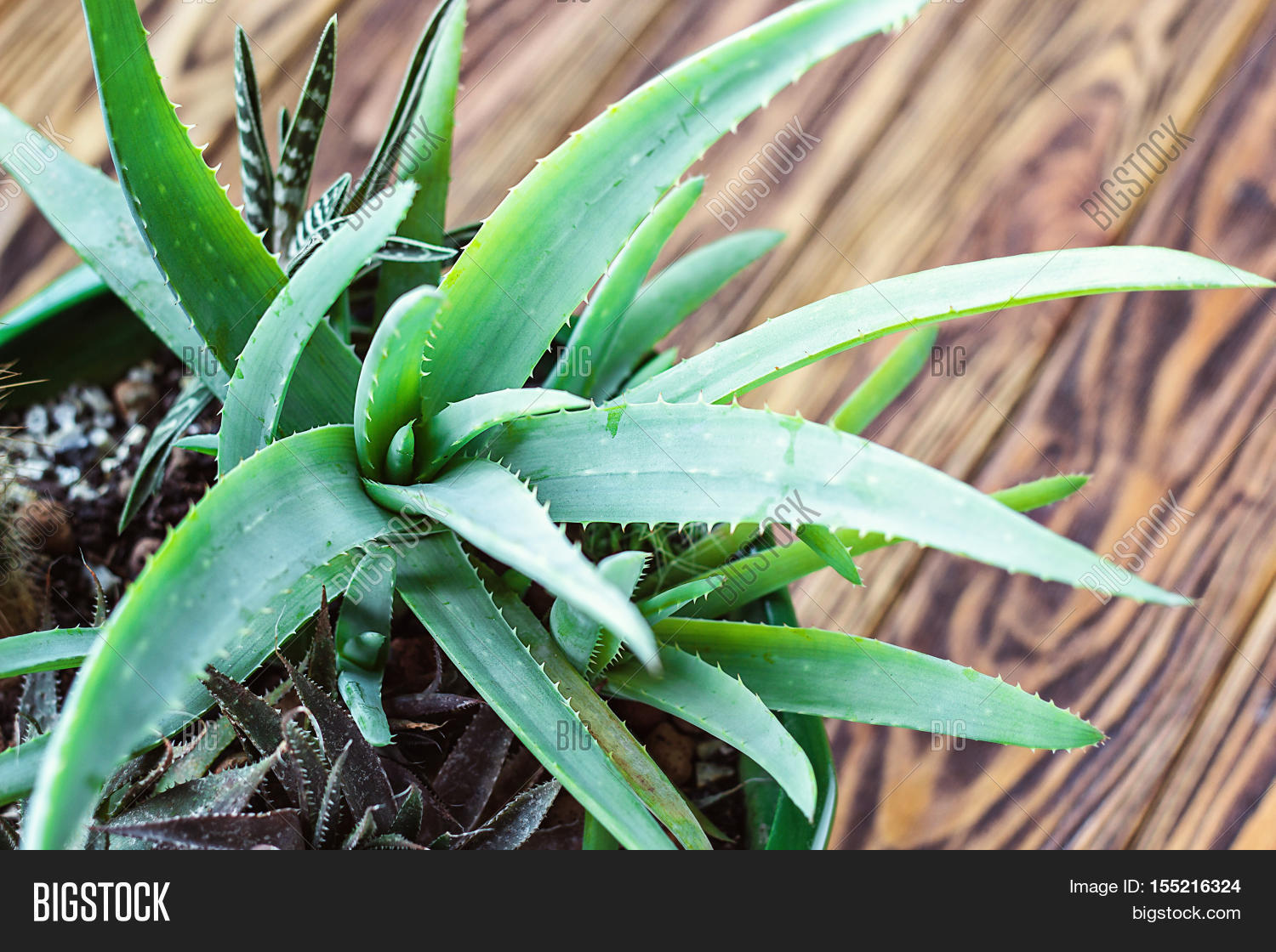 Potted Aloe Vera Plant Image & Photo (Free Trial) | Bigstock