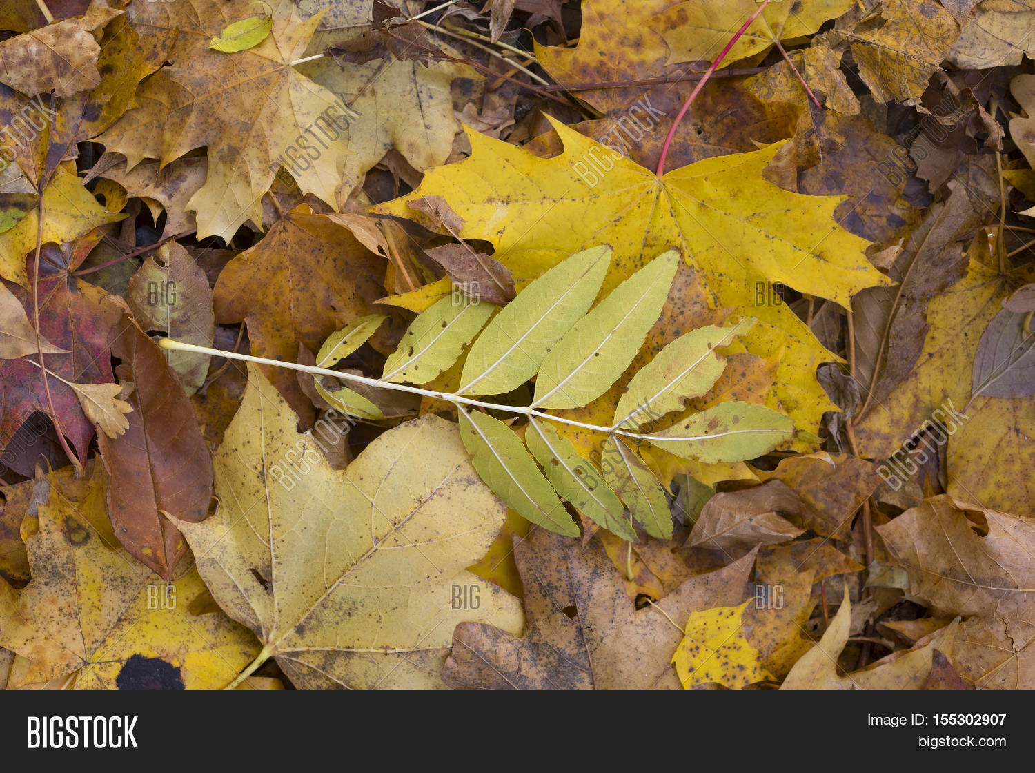 Fallen Leaves Autumn Image & Photo (Free Trial) | Bigstock