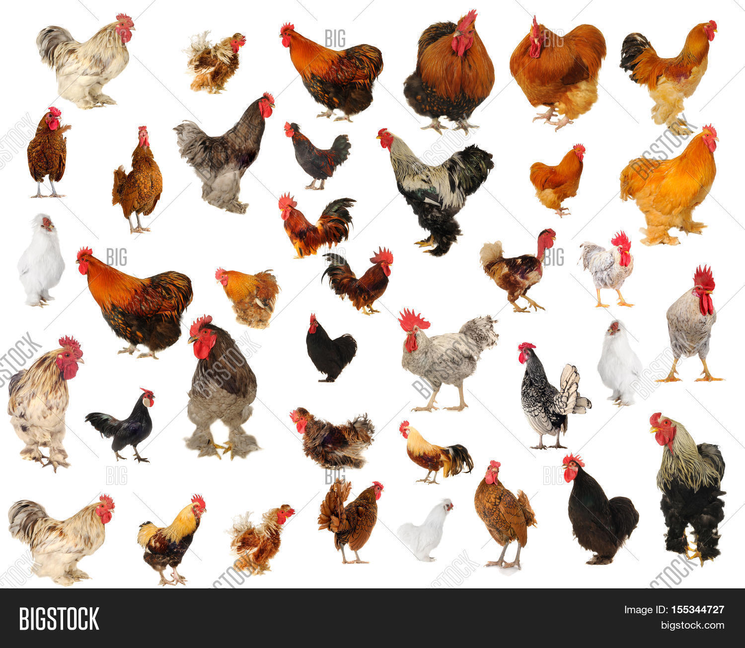 Poultry Animals List