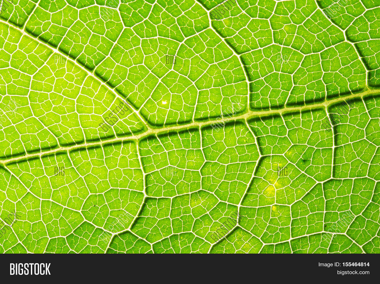 Fresh Leaf Texture Image & Photo (Free Trial) | Bigstock