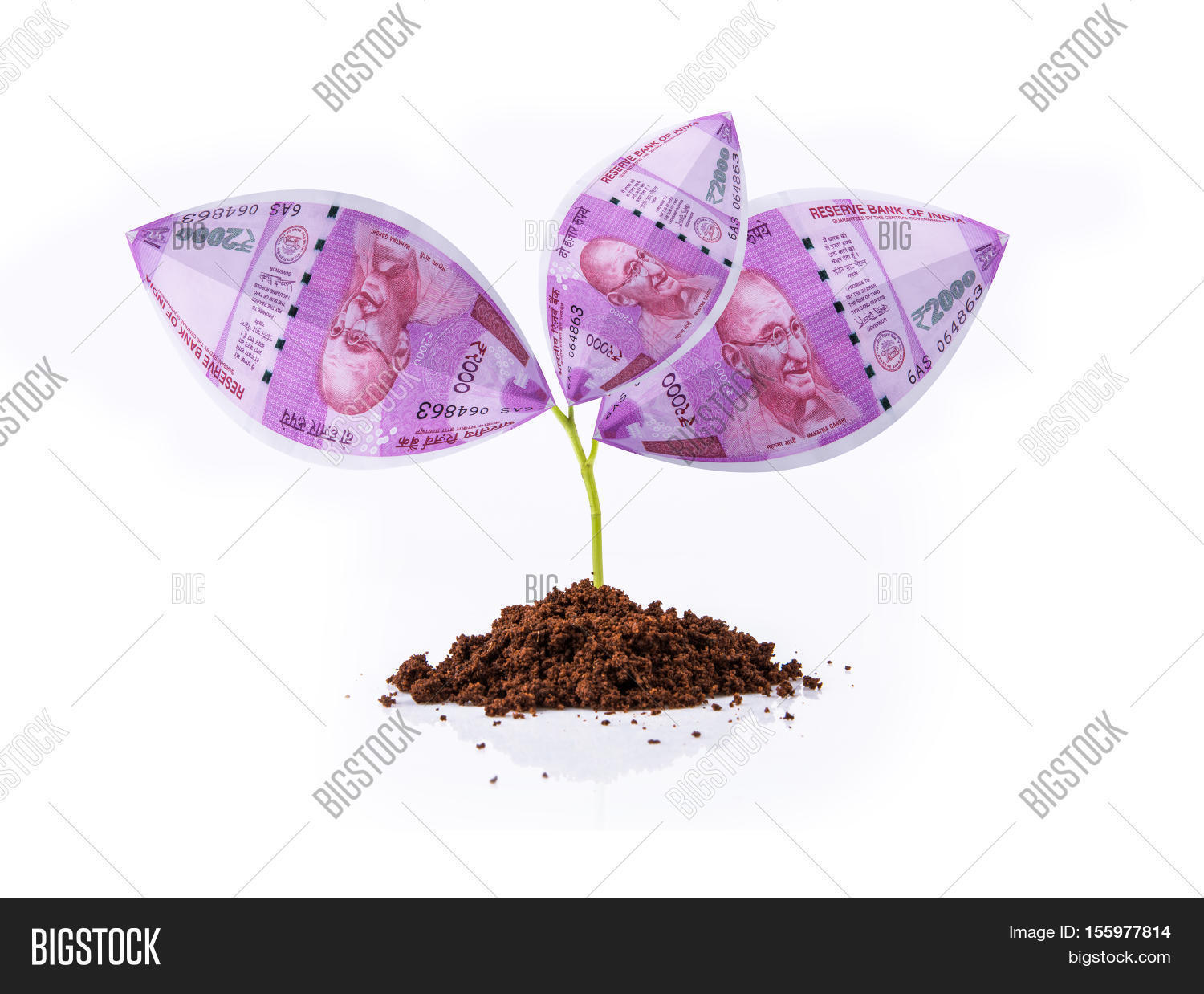 Indian Money Plant Tree