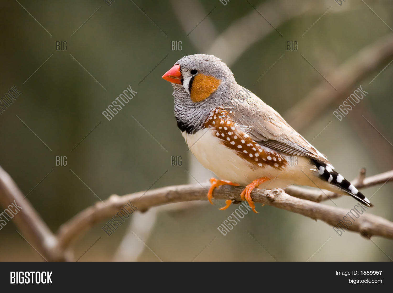 Zebra Finch Female