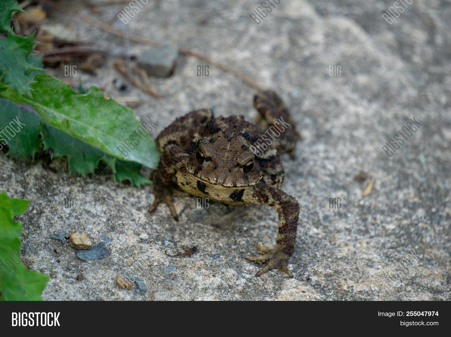 Greyish-brown Skin Image & Photo (Free Trial) | Bigstock