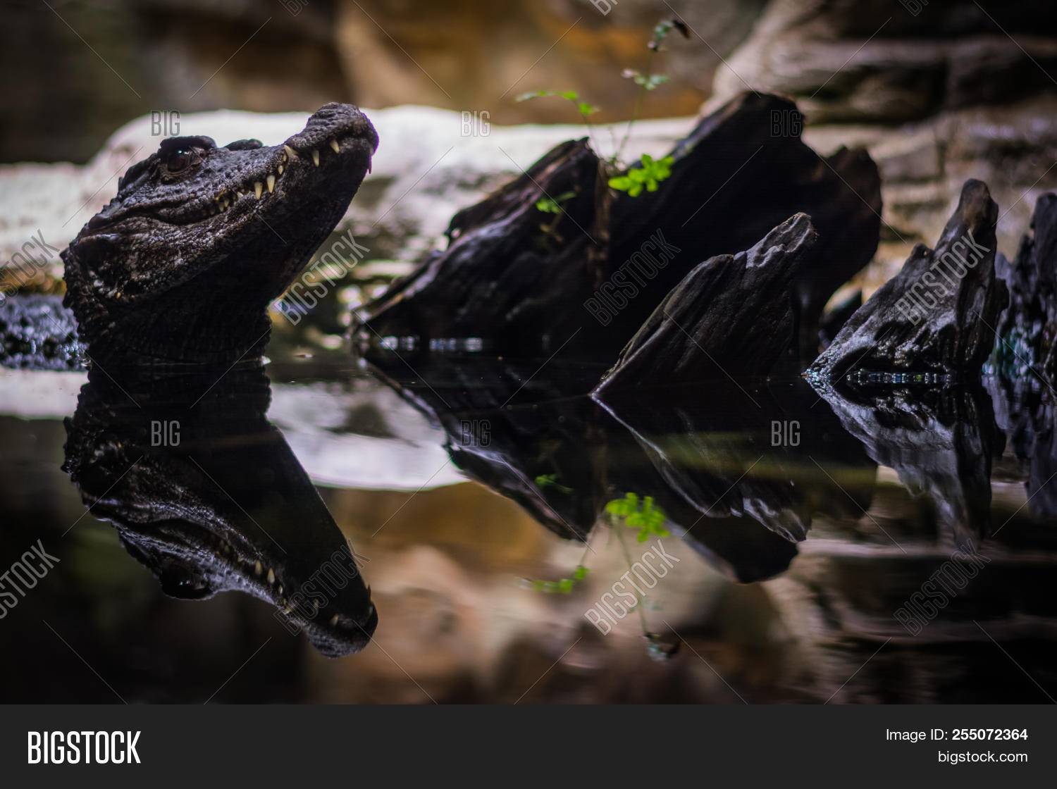 Head Smooth-fronted Image & Photo (Free Trial) | Bigstock